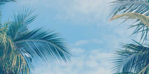 Premium Cannabis Products - Binske